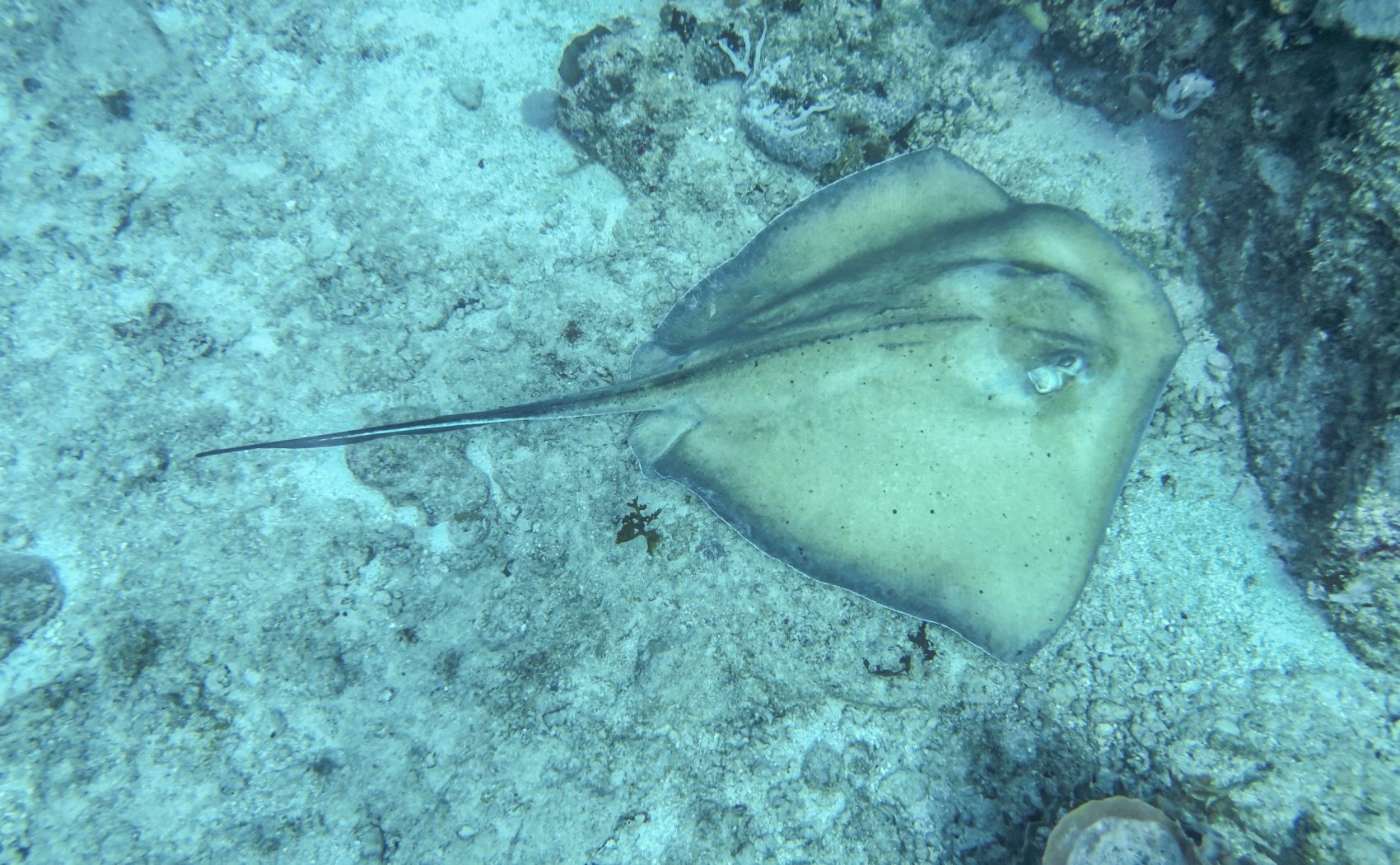 Kap Natirel ~ Biologie des requins et des raies